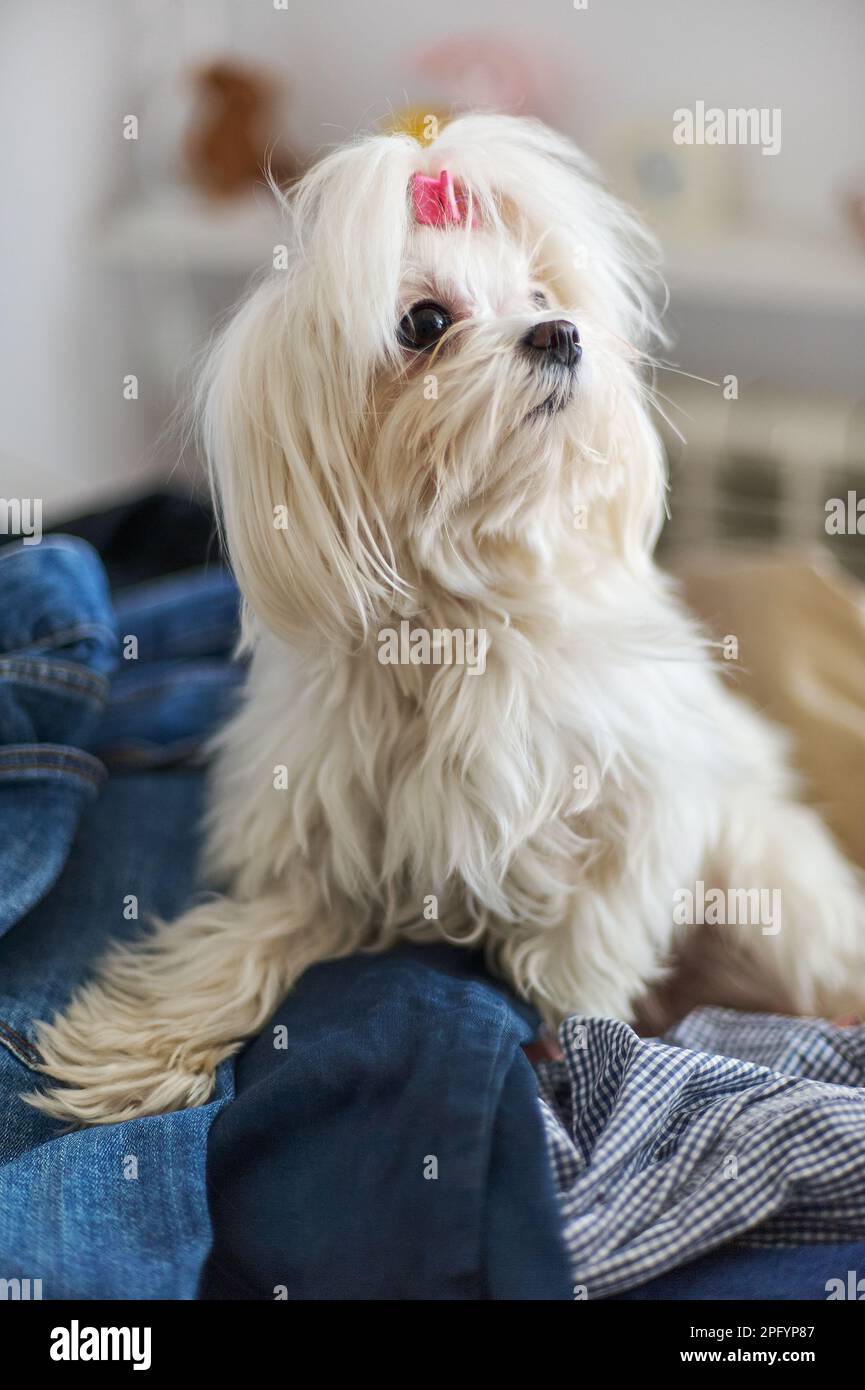Adorable Maltese puppy melts hearts with its tender gaze Stock Photo ...