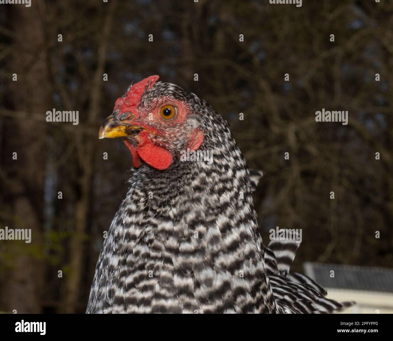 Portrait of a black and white Dominique chicken hen with trees behind ...
