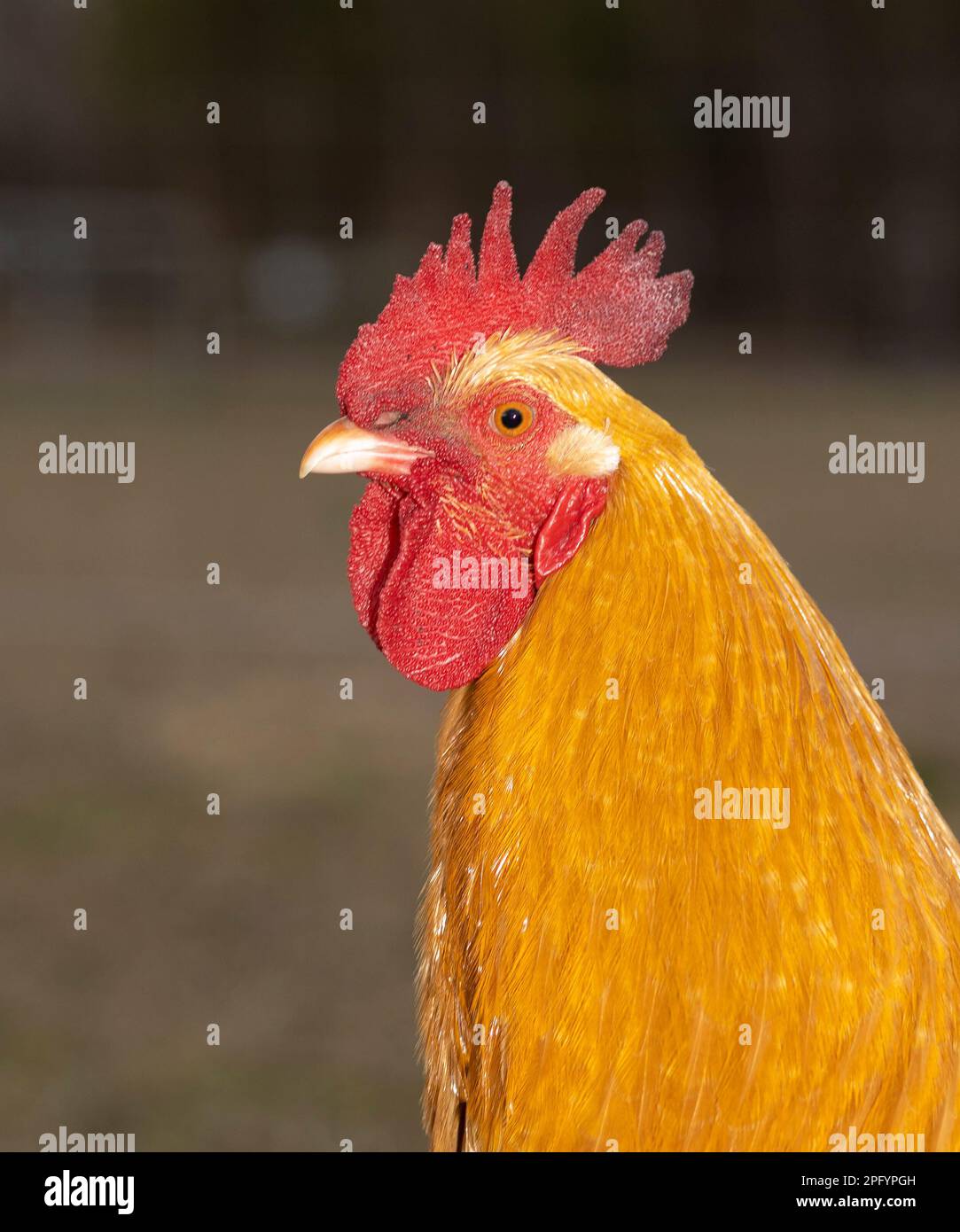 Profile shot of a buff orpington chicken rooster outdoors Stock Photo ...