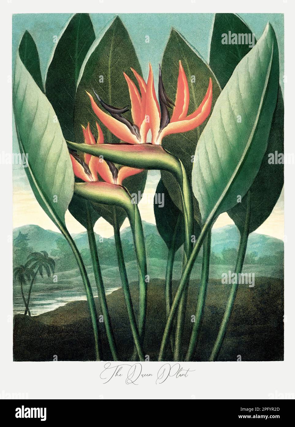 The Sacred Egyptian Bean. Antique Victorian Flower painting ...