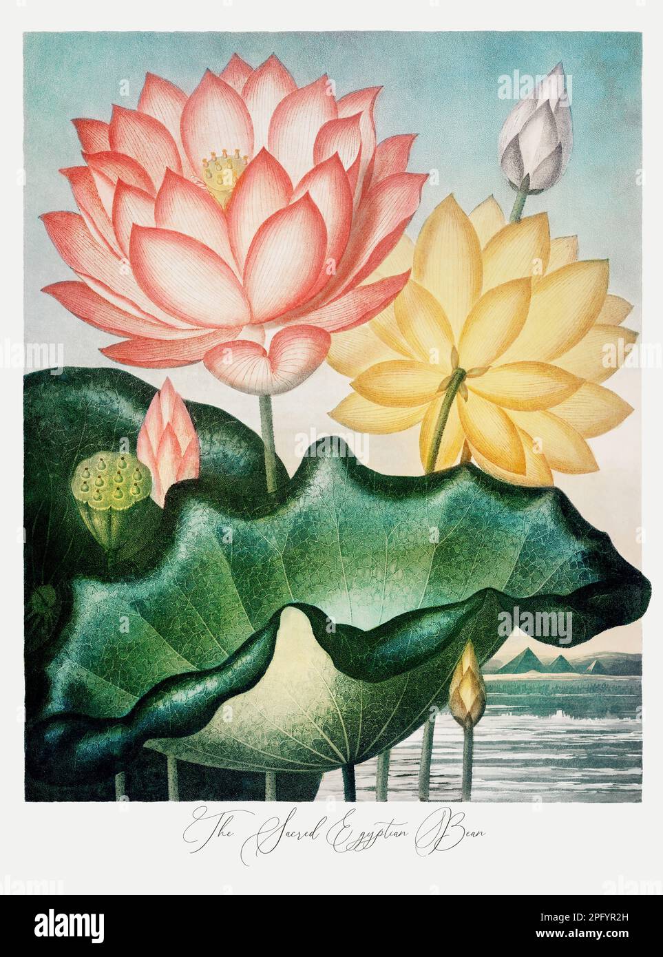 The Sacred Egyptian Bean. Antique Victorian Flower painting ...