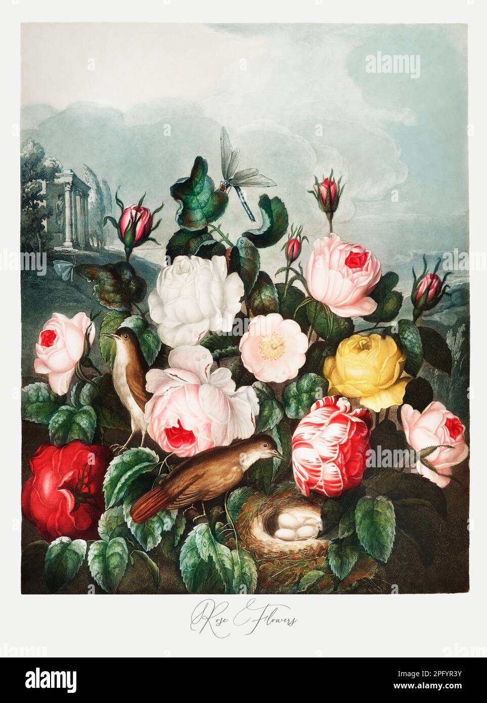 Rose Flowers. Antique Victorian Flower painting. Illustration from the ...