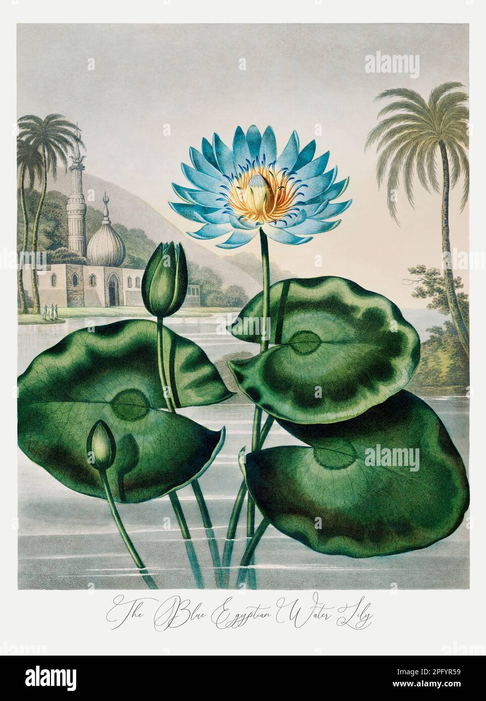 The Blue Egyptian Water Lily. Antique Victorian Flower painting ...