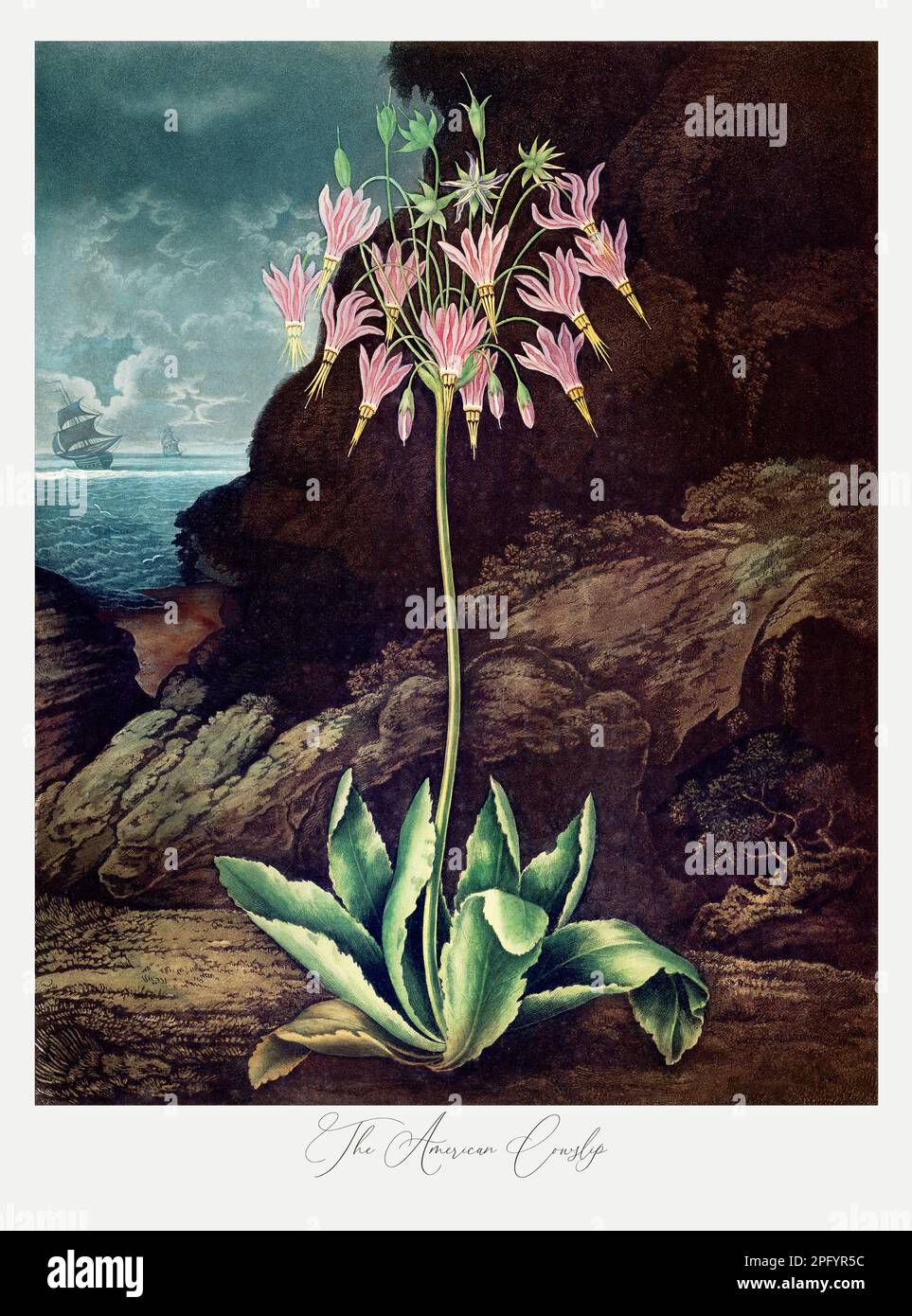 Antique Victorian Flower painting. Illustration from the book "The ...