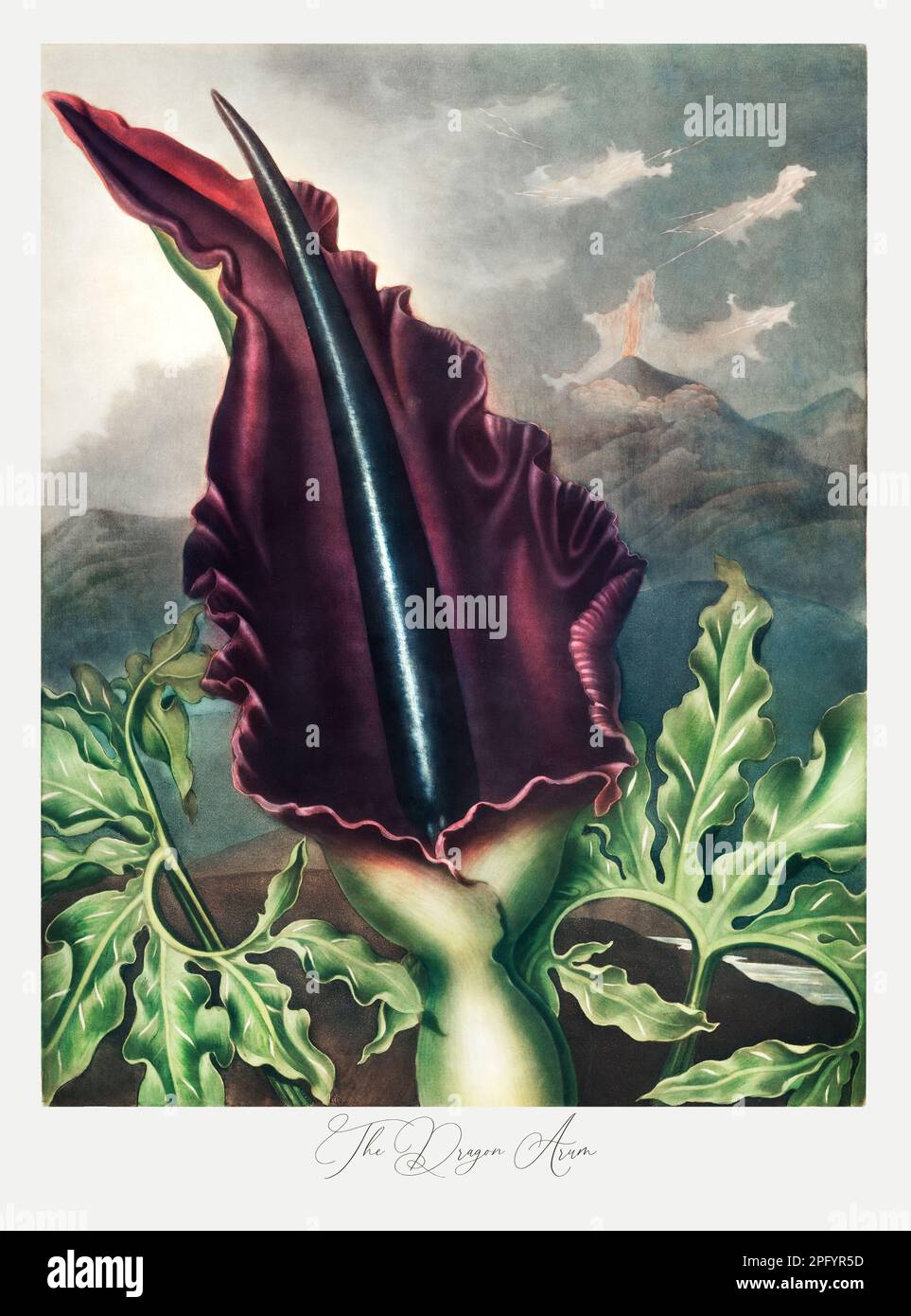 The Dragon Arum. Antique Victorian Flower painting. Illustration from ...