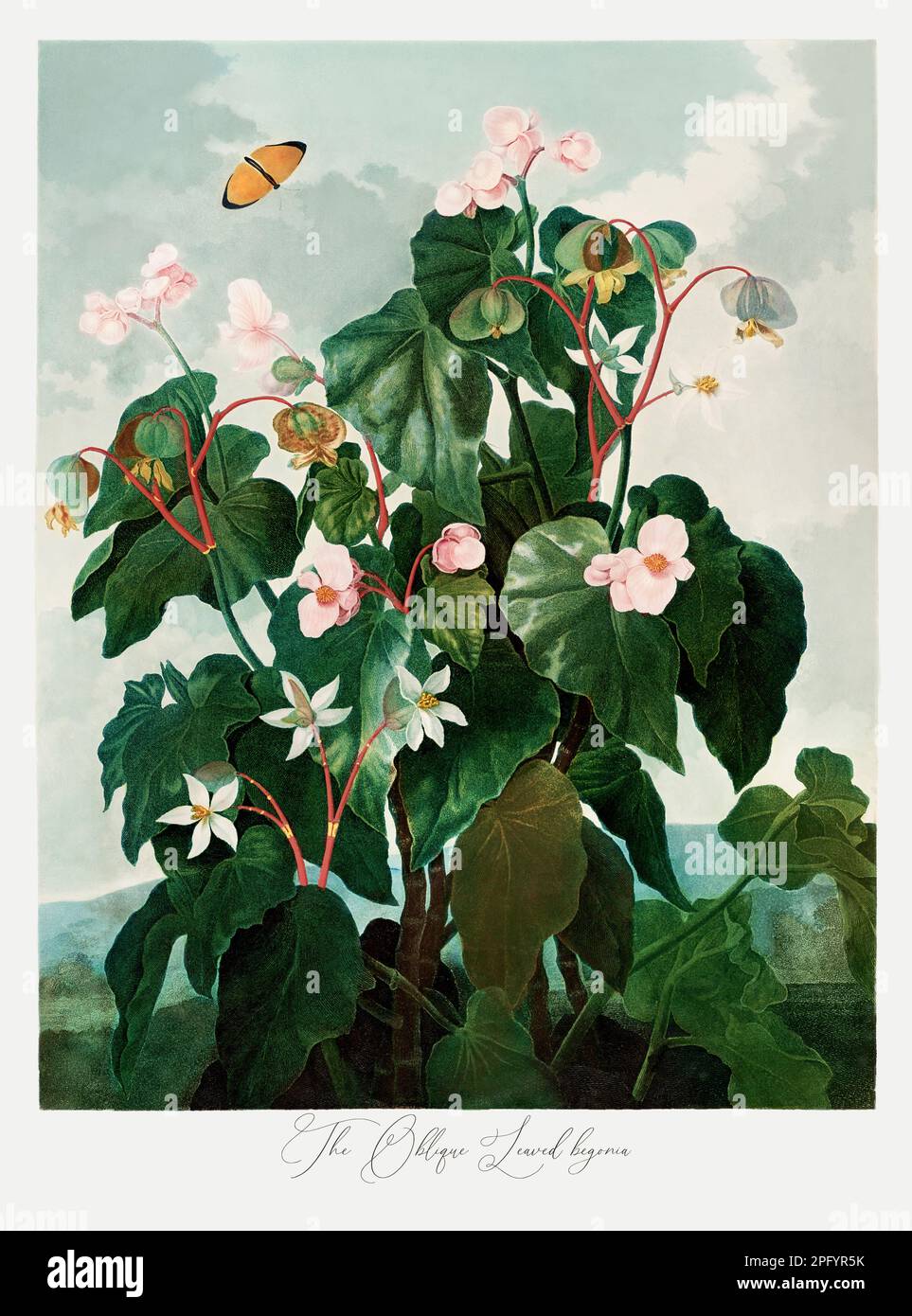 The Oblique Leaved begonia. Antique Victorian Flower painting ...