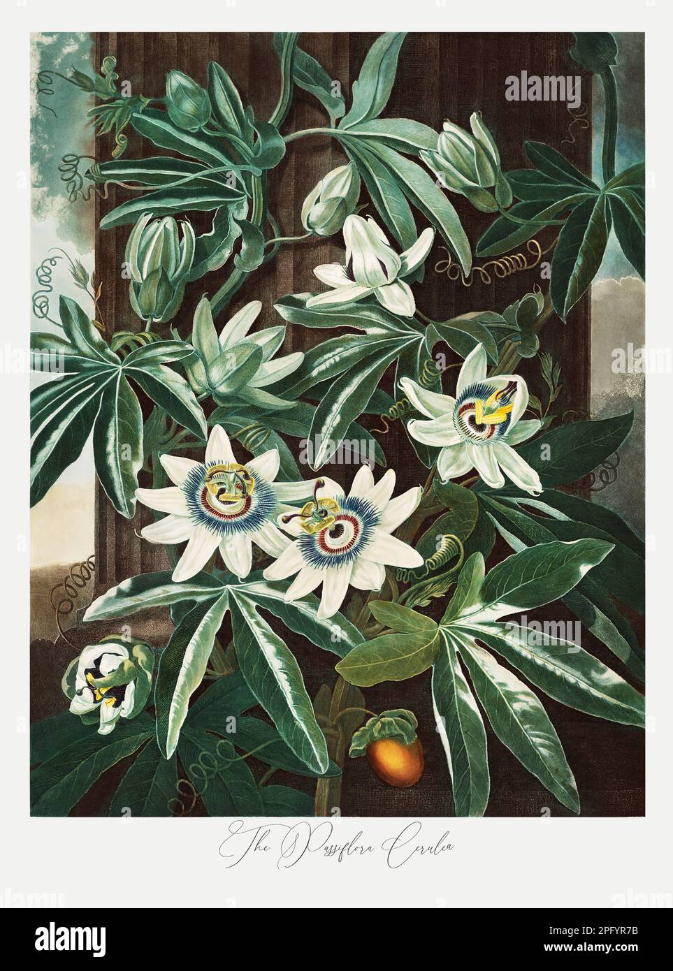 The passiflora cerulea hi-res stock photography and images - Alamy