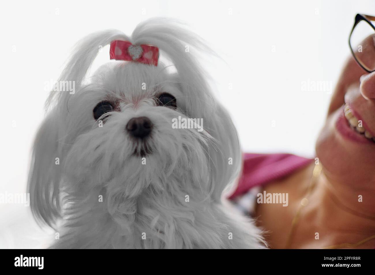 Adorable Maltese puppy melts hearts with its tender gaze Stock Photo ...