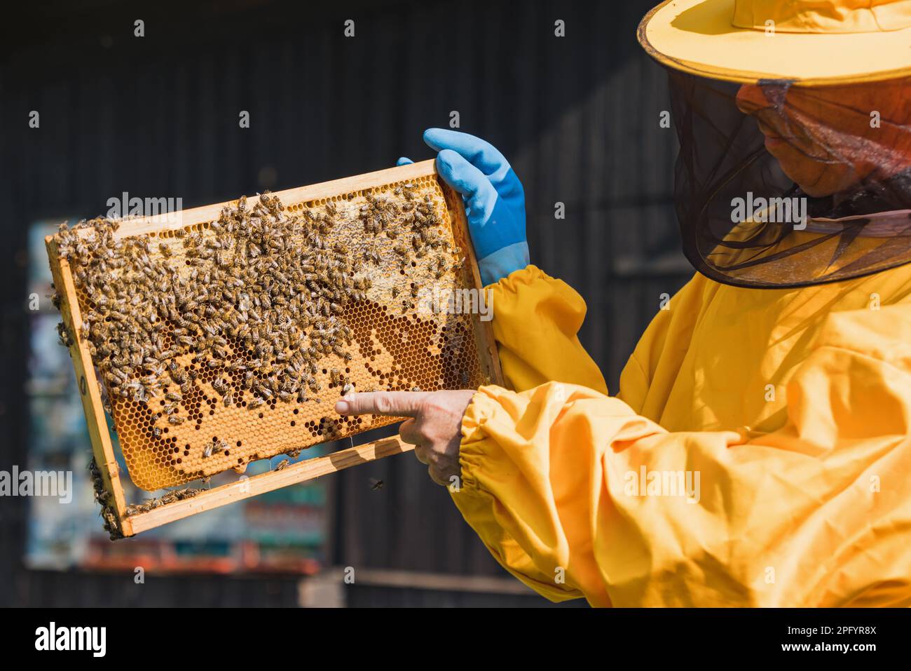 Hobby beekeepe holding a honey frame with brood and honeycomb, portrait ...