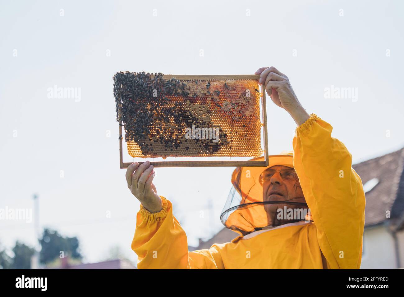 Beekeeper viewing movable bee hive frame, inspecting colony health and ...
