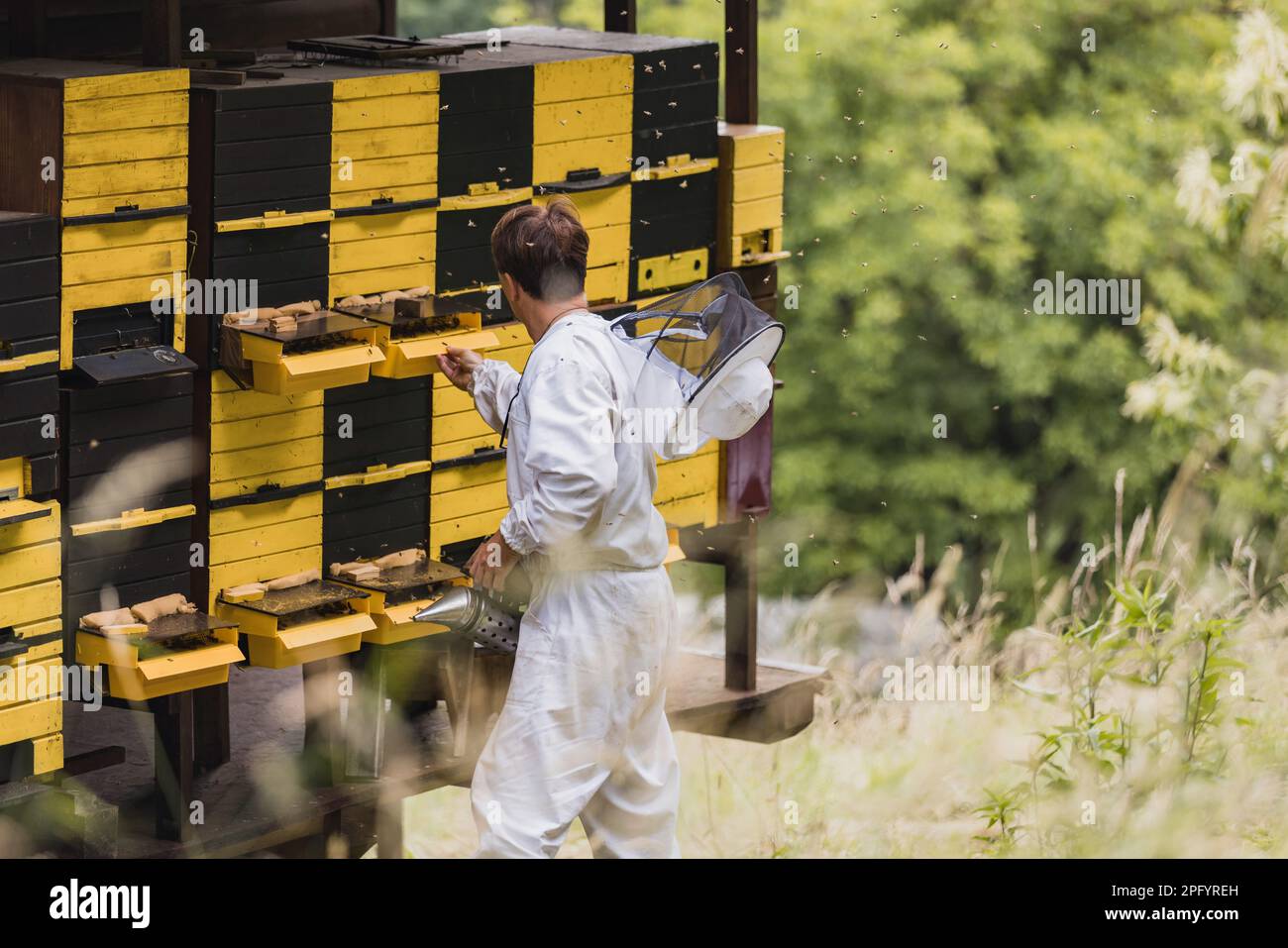 Beekeeper standing in front of the beehives, doing beehive monitoring ...