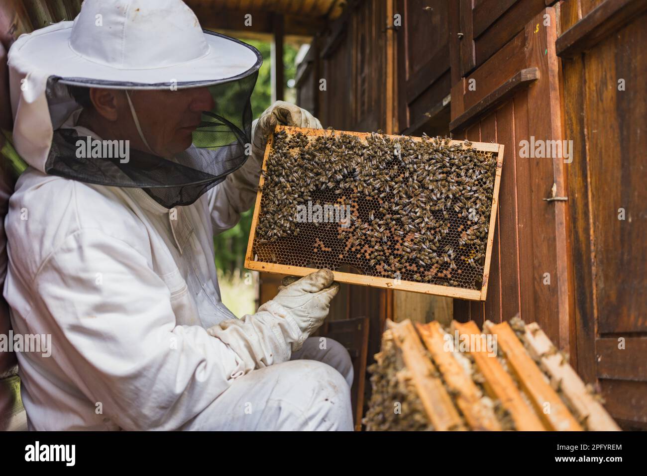 Male beekeeper carefully taking out the honey frame from a wooden ...