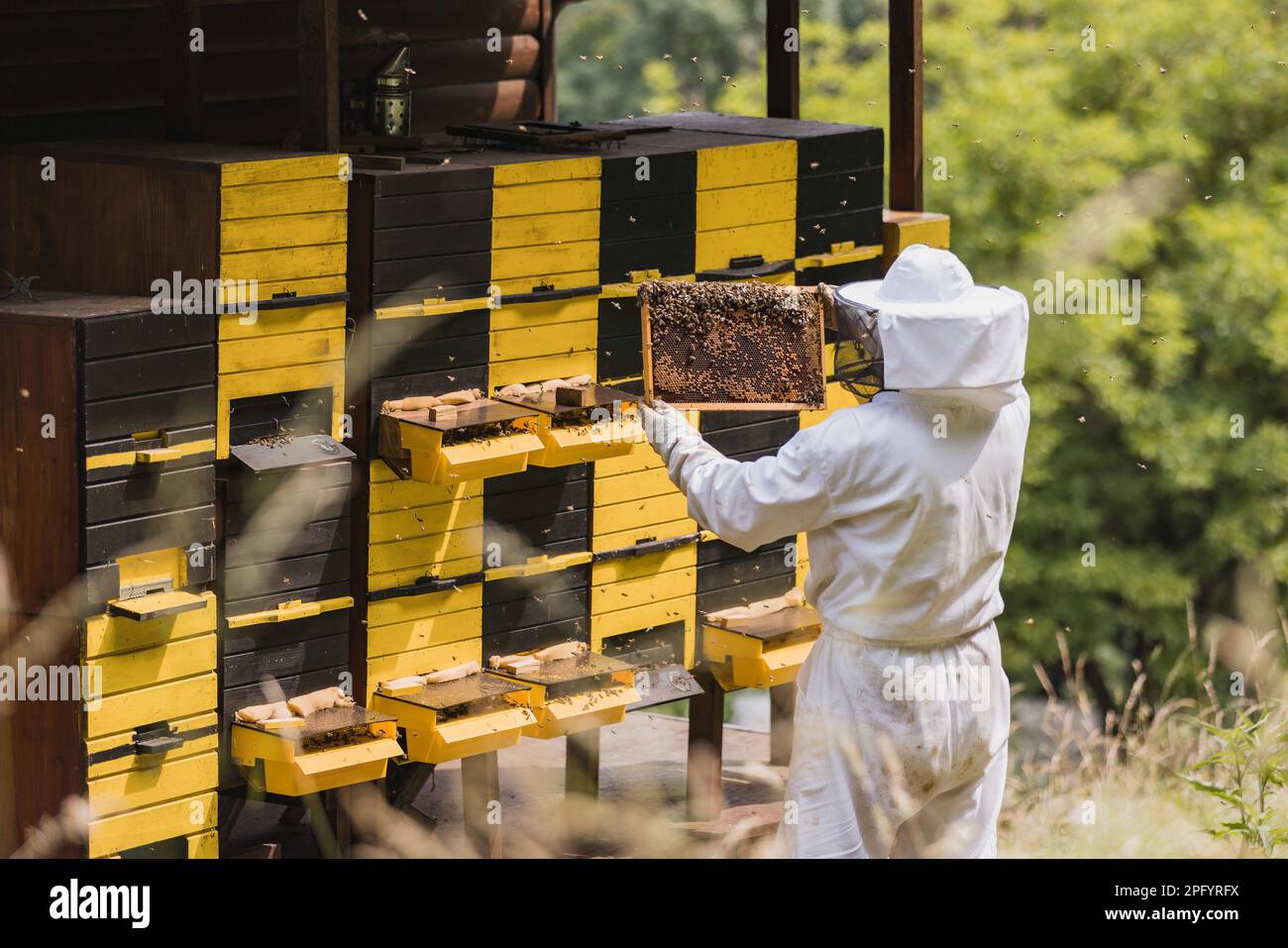 Beekeeper in full protective gear standing in front of beehive boxes ...