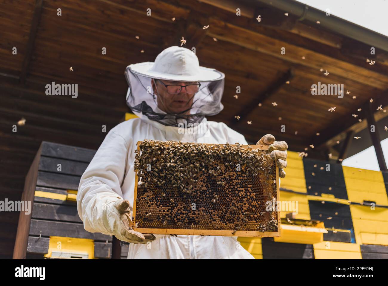 Hobby honey farmer standing in an apiary, in front of beehives, holding ...