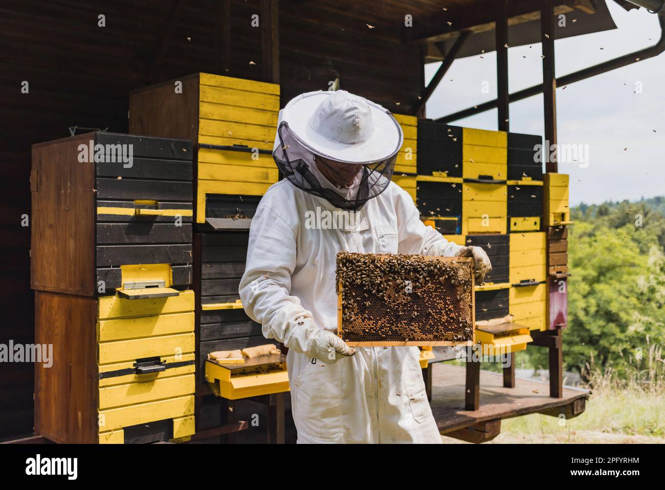 Beekeeper in full protective gear standing in front of beehive boxes ...