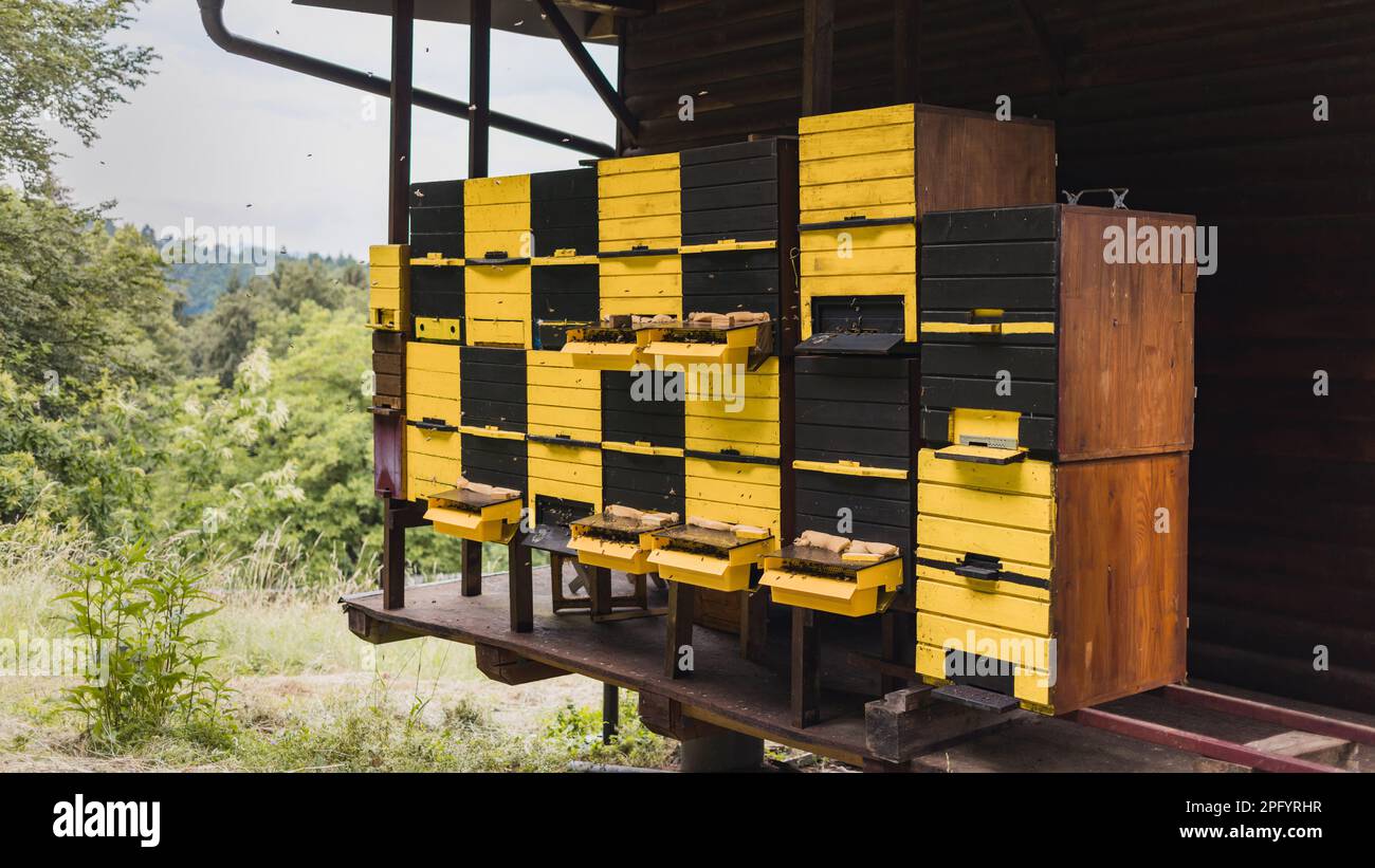 Apiary near the green wood, yellow and black open beehive boxes with ...