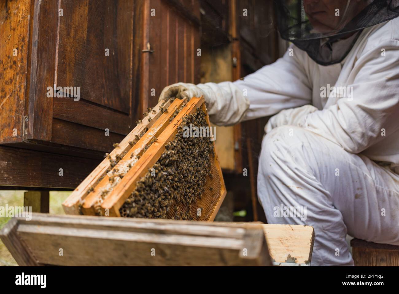 Apiarist taking the wooden hive frames from a beehive box and putting ...