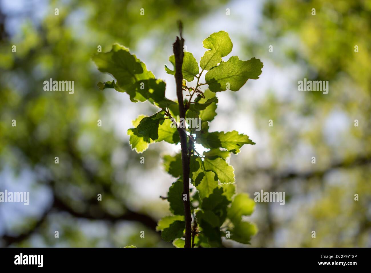 Tree leaves - oak tree Stock Photo - Alamy