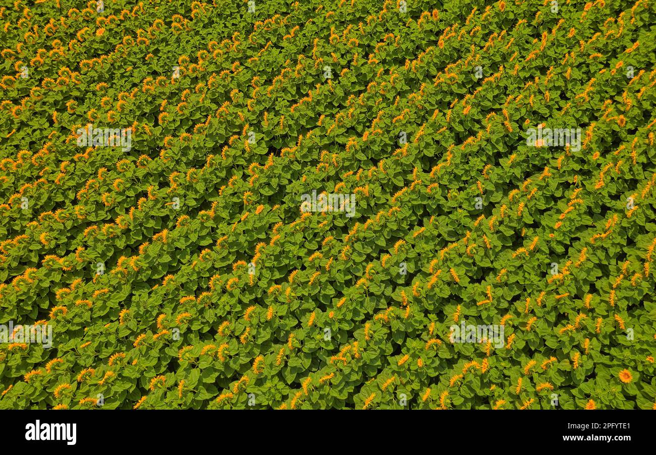 Sunflower field in bloom aerial Stock Photo - Alamy