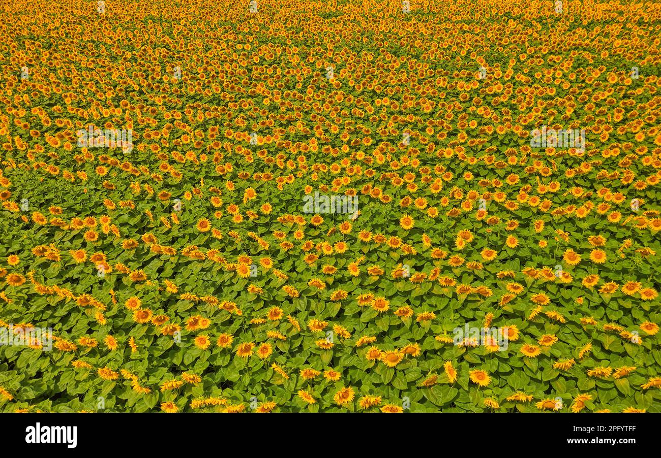 Aerial view rows sunflower plant hi-res stock photography and images ...