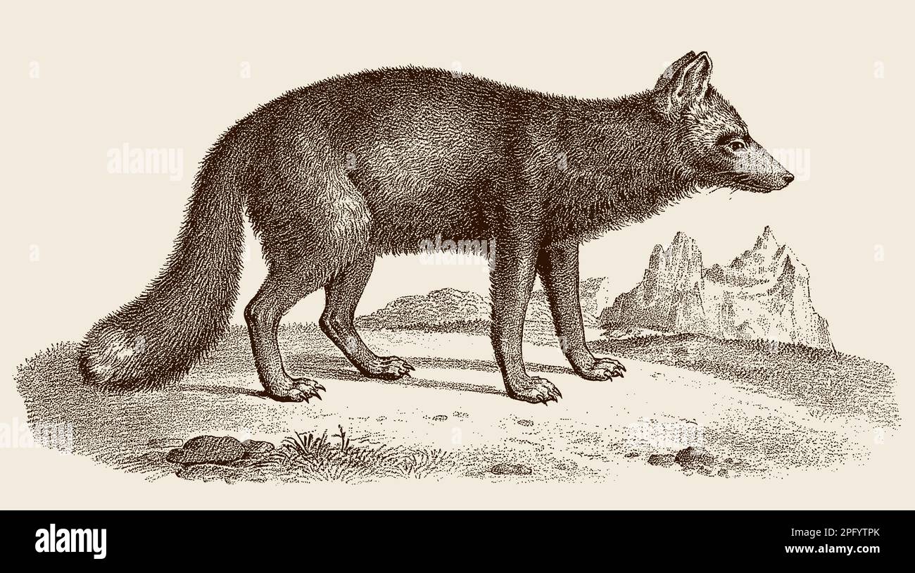Silver fox vulpes in side view, after antique copperplate Stock Vector ...