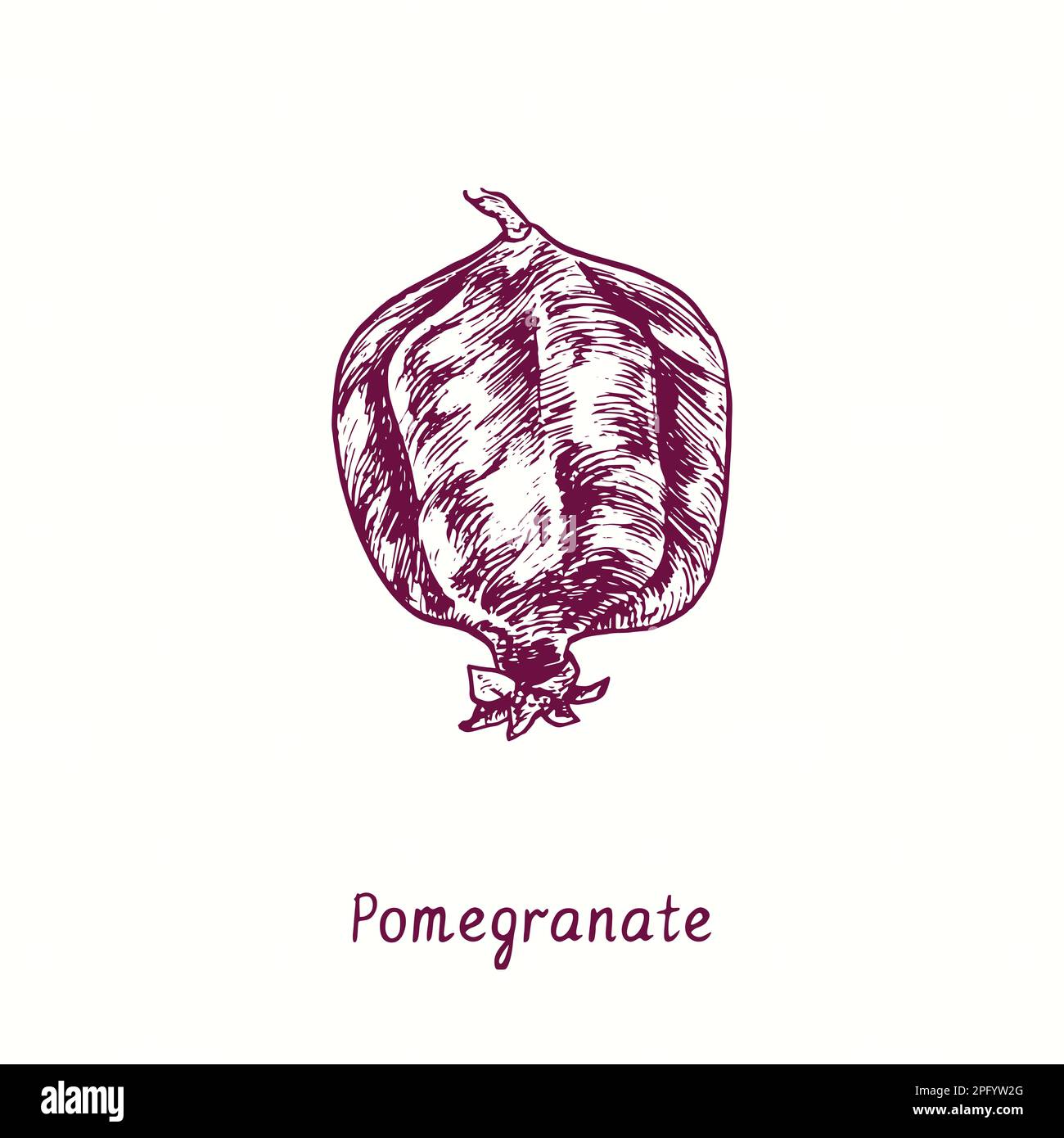 The pomegranate (Punica granatum) whole fruit. Ink doodle drawing in ...