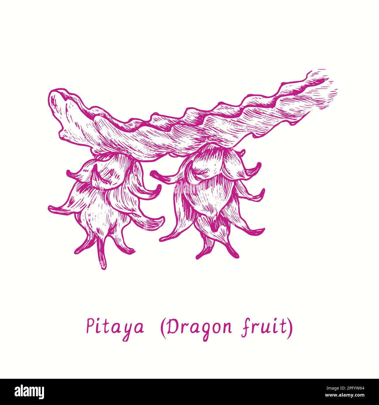 The Pitaya (dragon fruit) whole fruits on twig growing. Ink doodle ...