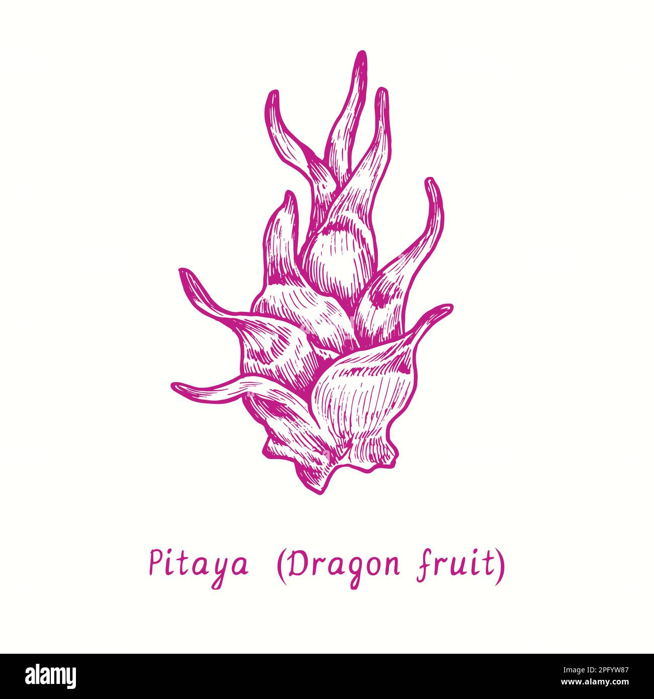The Pitaya (dragon fruit) whole fruit. Ink doodle drawing in woodcut ...