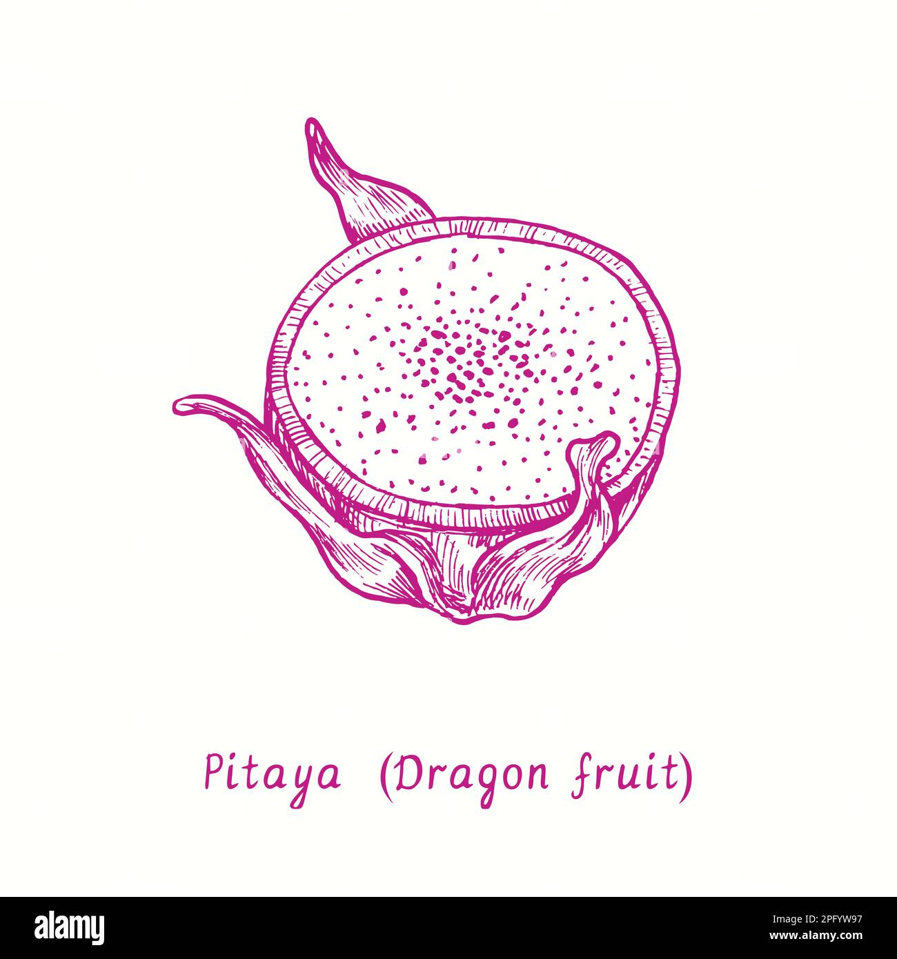 The Pitaya (dragon fruit) cut half. Ink doodle drawing in woodcut style ...