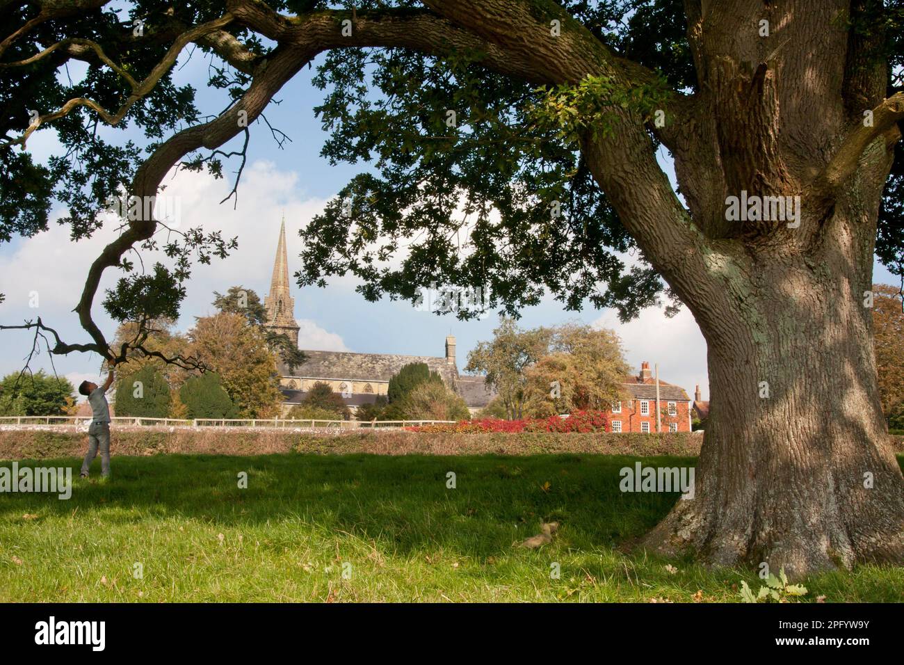 oak tree in the meadow & St Lukes church, Hurstpierpoint, Hassocks ...