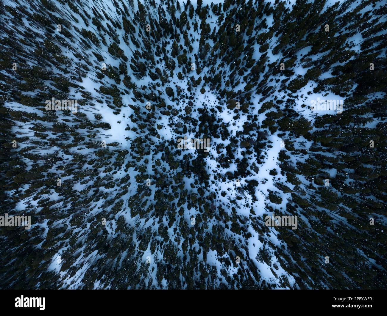 A healthy forest of Douglas fir trees grows in the Mount Hood National ...