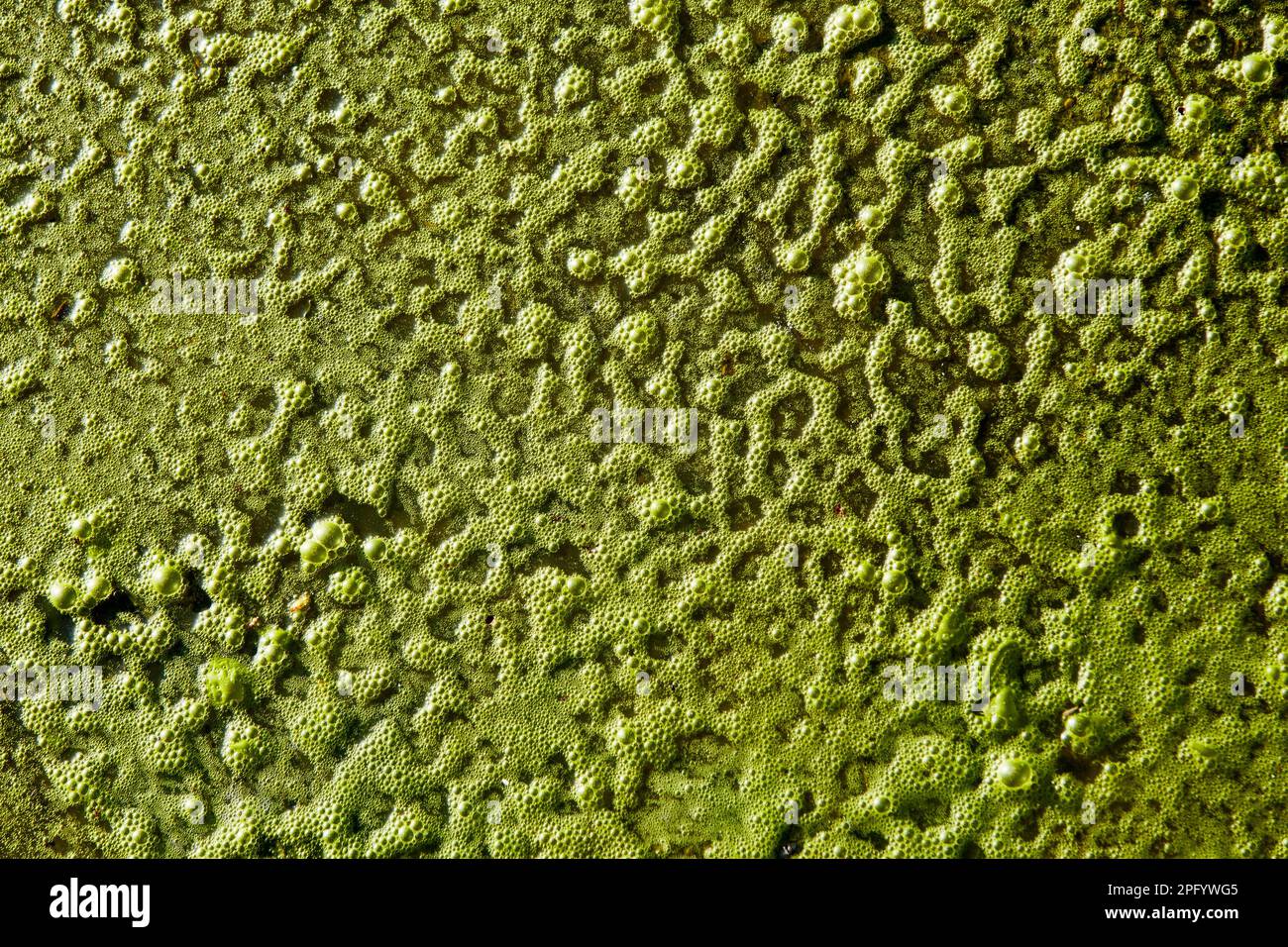 Detail of puddle covered in greenish slime, natural texture Stock Photo ...