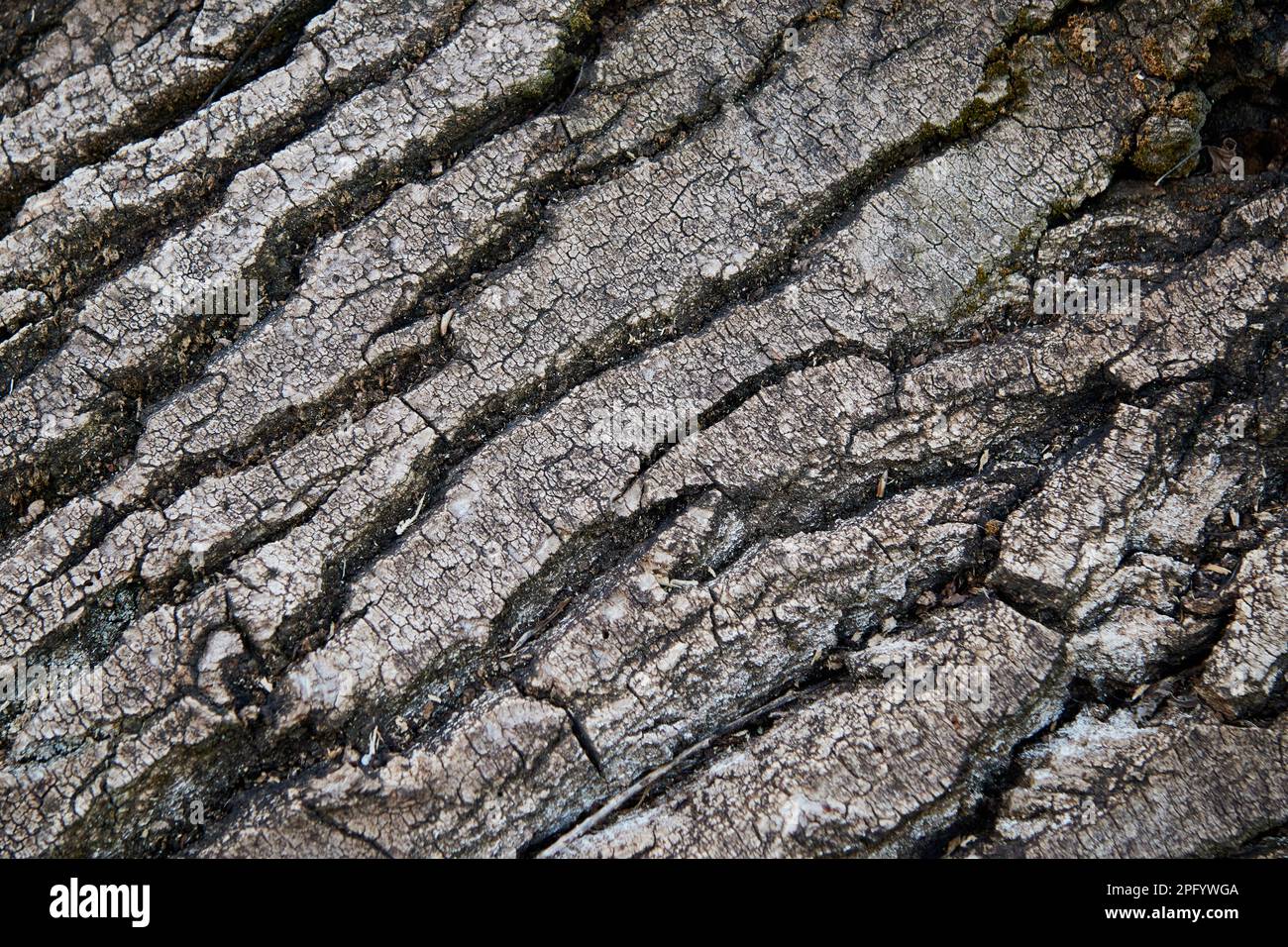 Natural Texture or backdrop: tree bark detail Stock Photo - Alamy
