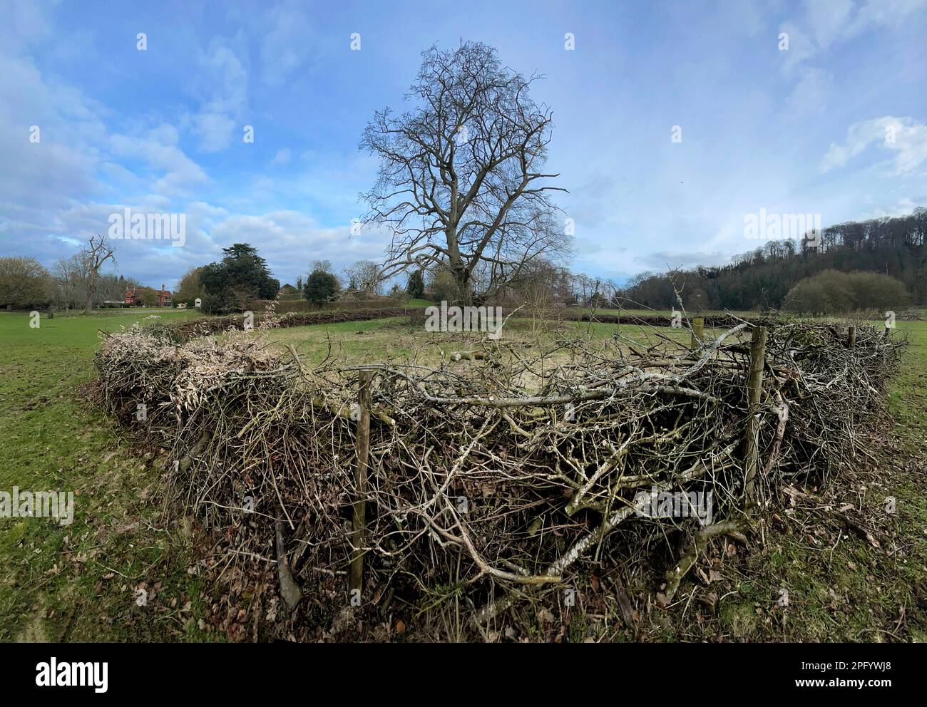 Dead hedge (fence )around an old oak tree in the meadow of Gilbert ...