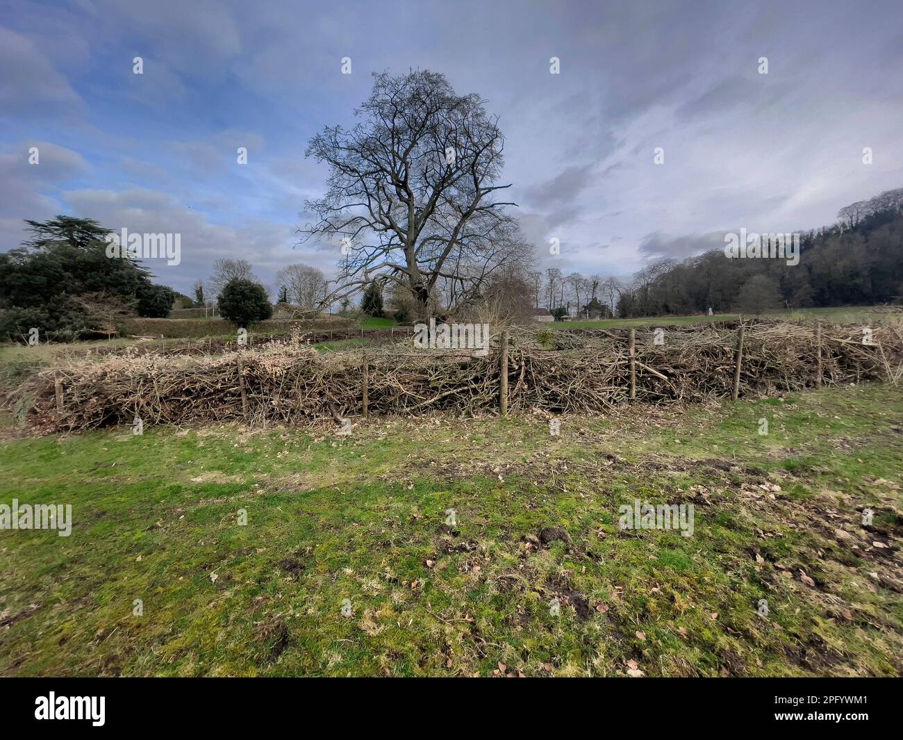 Dead hedge (fence )around an old oak tree in the meadow of Gilbert ...