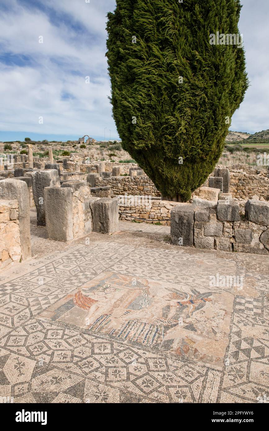 A Cypress tree grows in the ancient Roman ruins in Volubilis Morocco ...
