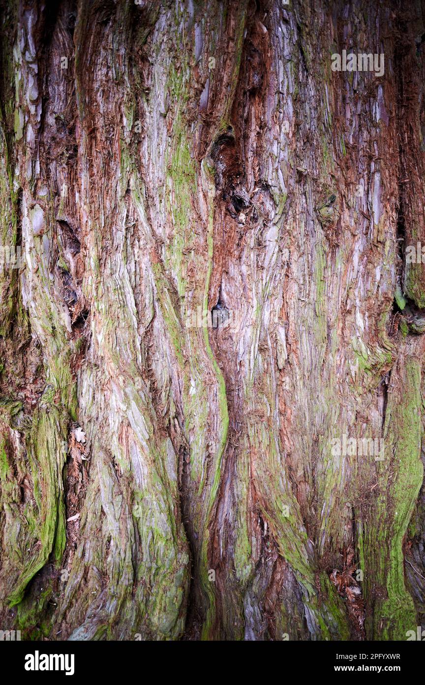 bark pattern on large brown tree trunk Stock Photo - Alamy