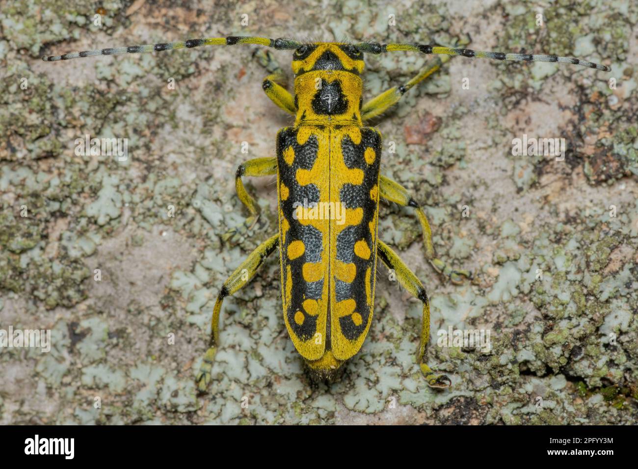 Saperda scalaris, Ladder-marked Longhorn Beetle, Leiterbock Stock Photo ...