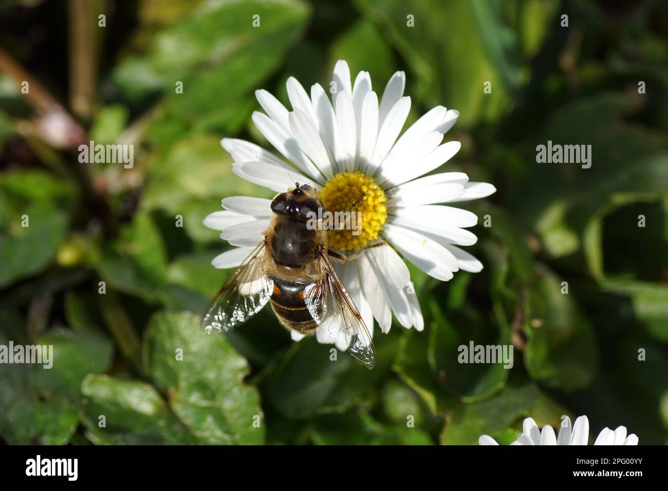 Female common drone fly, Eristalis tenax, family syrphidae on a flower ...