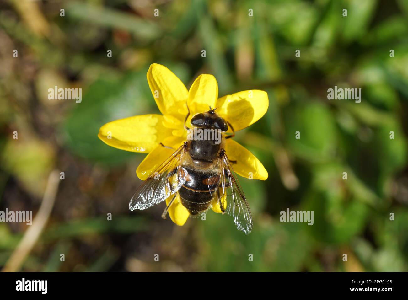 Female common drone fly, Eristalis tenax, family syrphidae on a flower ...