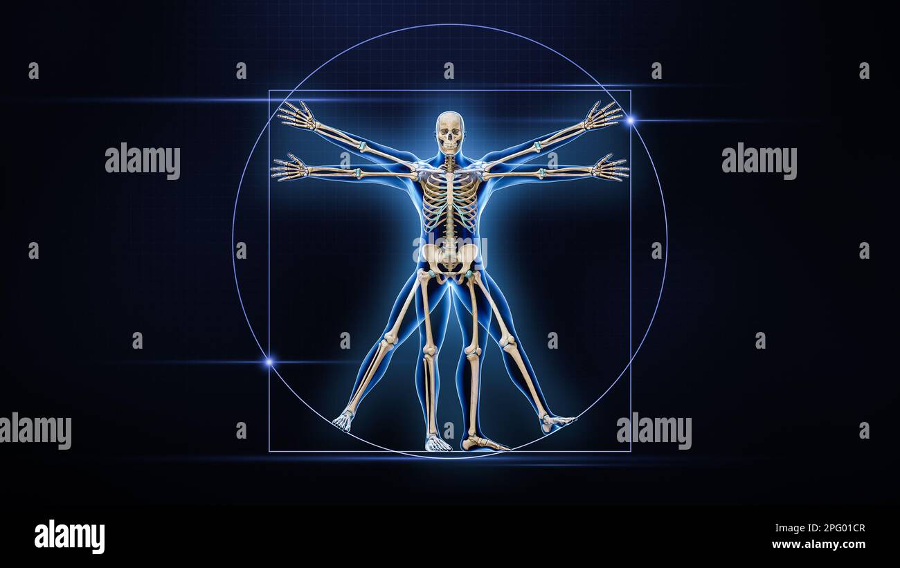 Front view of the human male body and bones 3D rendering illustration ...