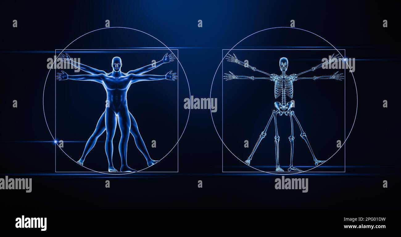 Anterior or front views of the human male body and skeleton xray 3D ...