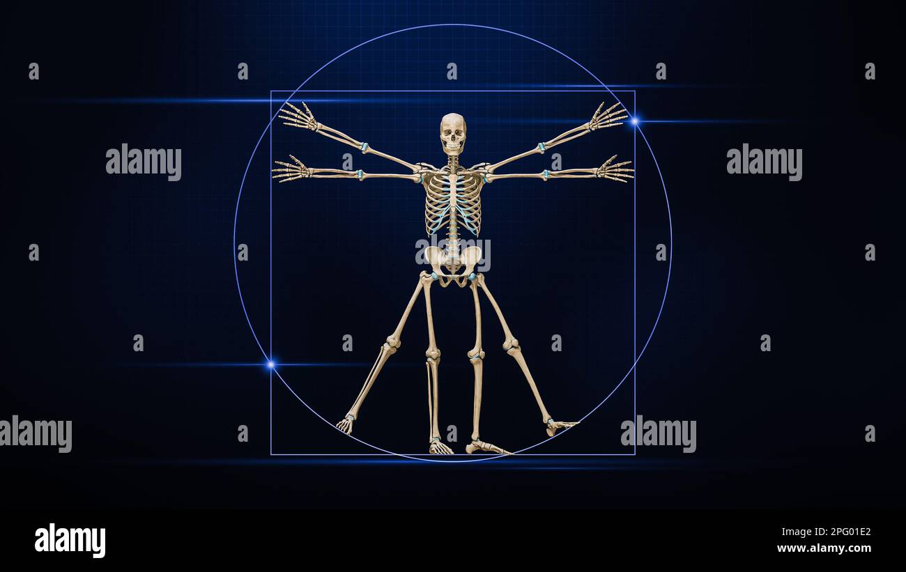 Human male skeleton 3D rendering illustration on blue background ...