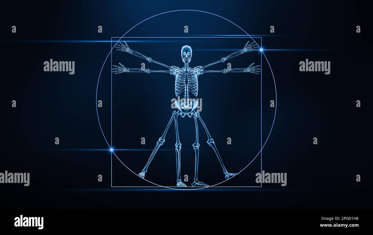 Anterior or front view of the human male skeleton xray 3D rendering ...