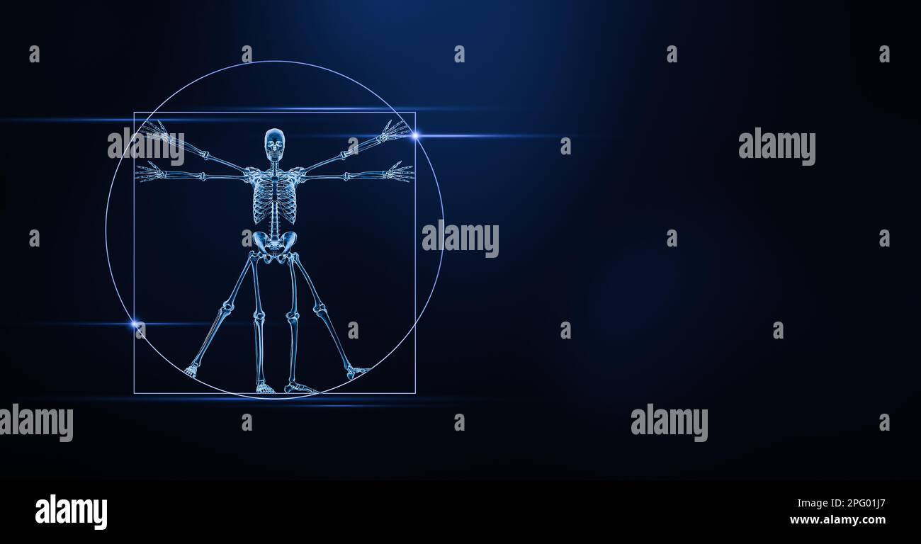 Anterior or front view of the human male skeleton xray 3D rendering ...