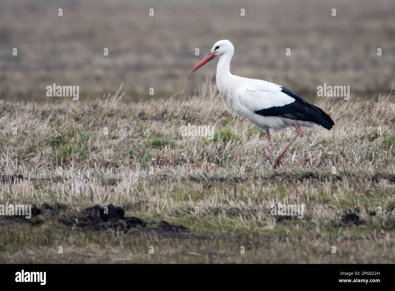 Poland white stork spring sign hi-res stock photography and images - Alamy