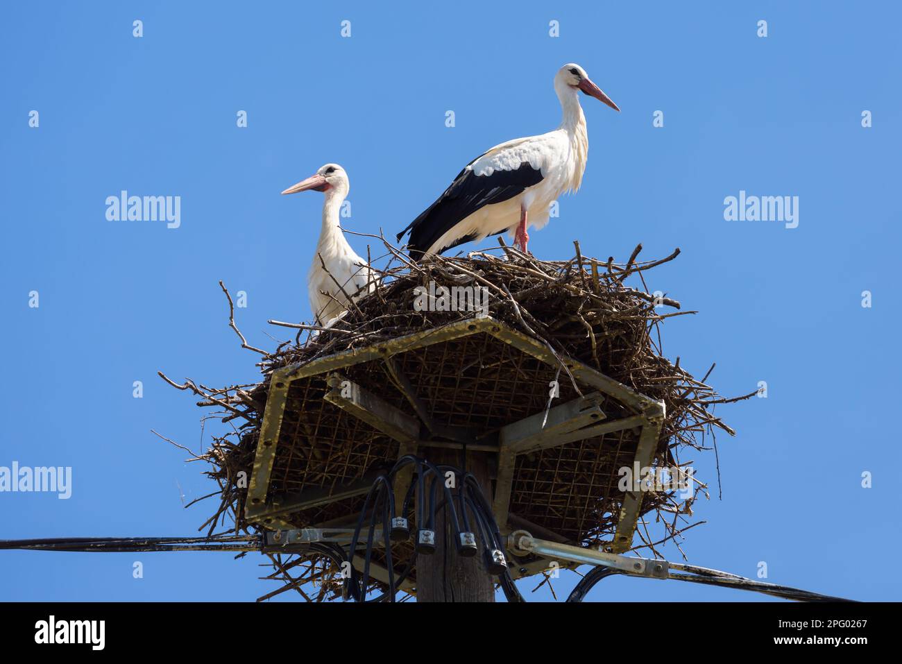Storks in nest on special pole in city, couple of white birds in summer ...