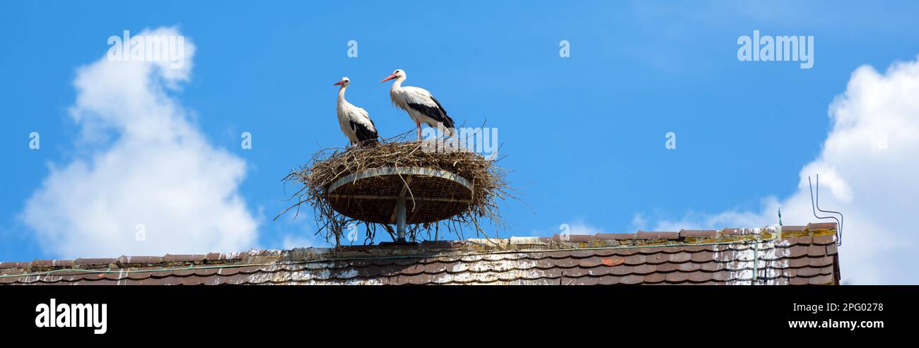 Storks in nest on roof in city, couple of white birds on sky background ...