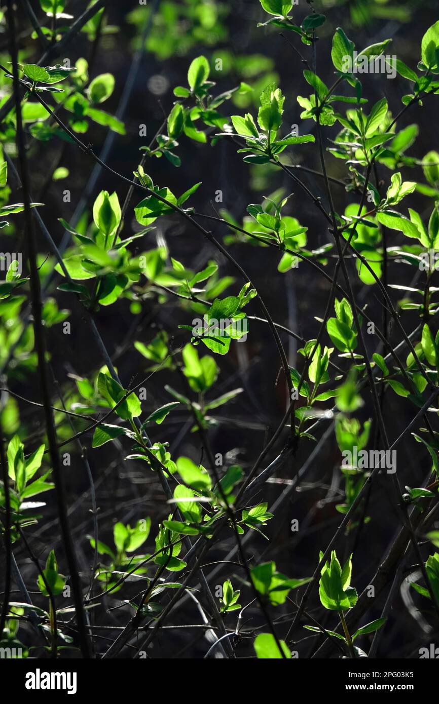 Green march hi-res stock photography and images - Alamy