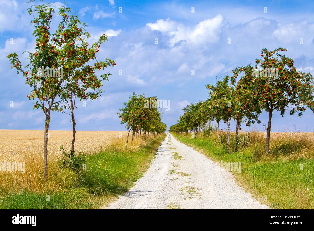 The long way to heaven field path Stock Photo - Alamy